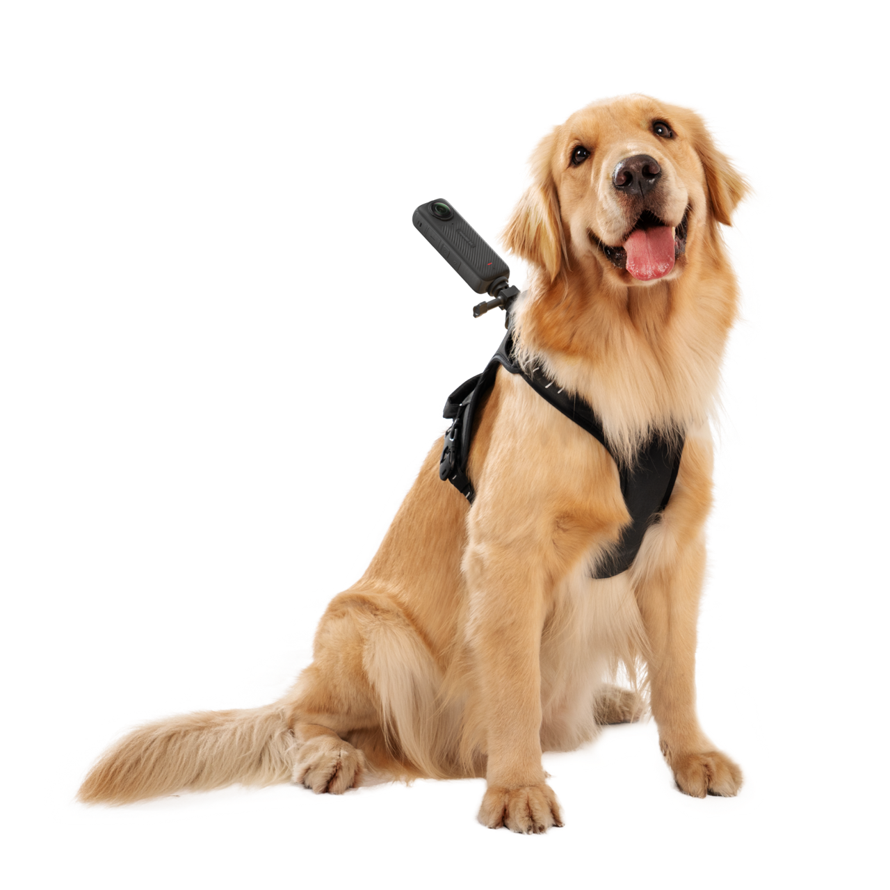 Buy Pet Harness Mount Size L - Insta360 Store