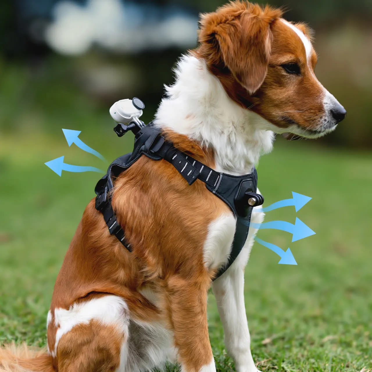 Pet Harness Mount - Accessories - Insta360 Store