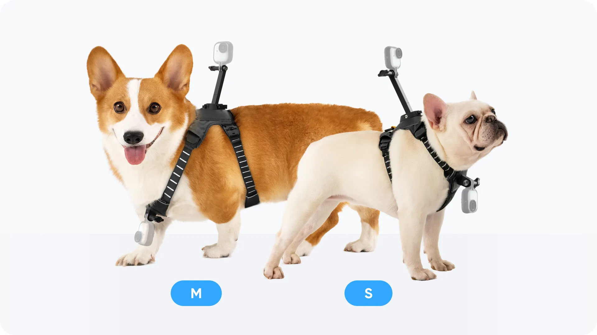Best Pet Cameras 2026 for Cats and Dogs