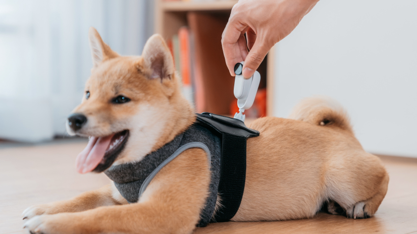 Insta360 Stitcher Tutorial: Stitch Insta360 Pro 2 Photos, Videos ...