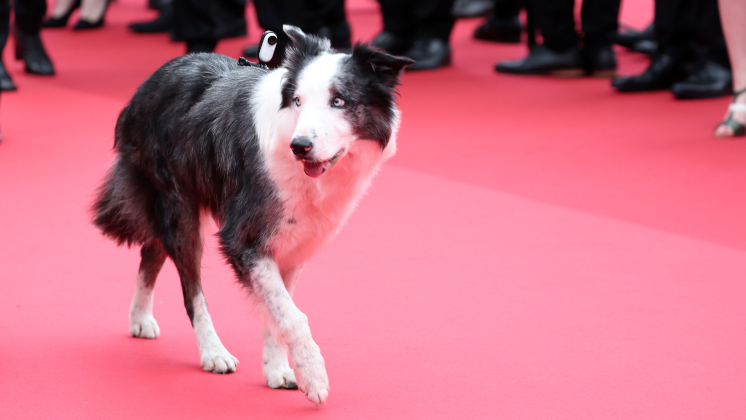 Top Dog: Messi the Dog Struts Cannes Film Festival With Insta360 X4