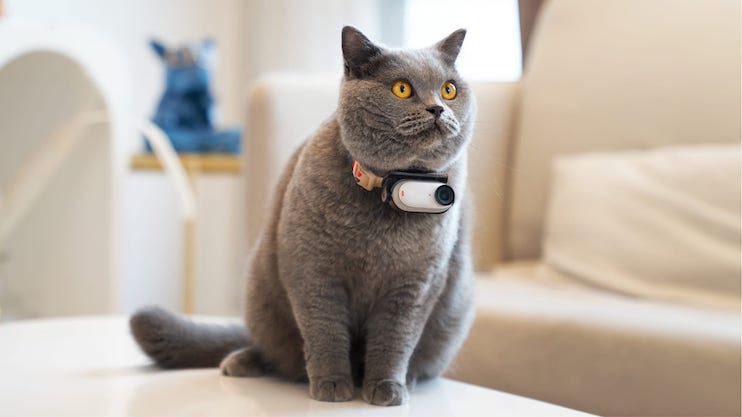Everything You Need to Know About Cat Cameras